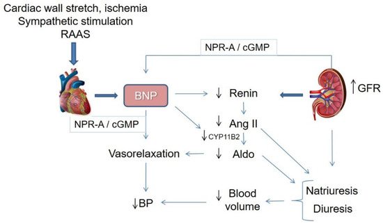 BNP as a Major Player in the Heart-Kidney Connection