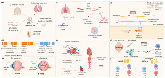 LOXL3 Function Beyond Amino Oxidase and Role in Pathologies, Including ...