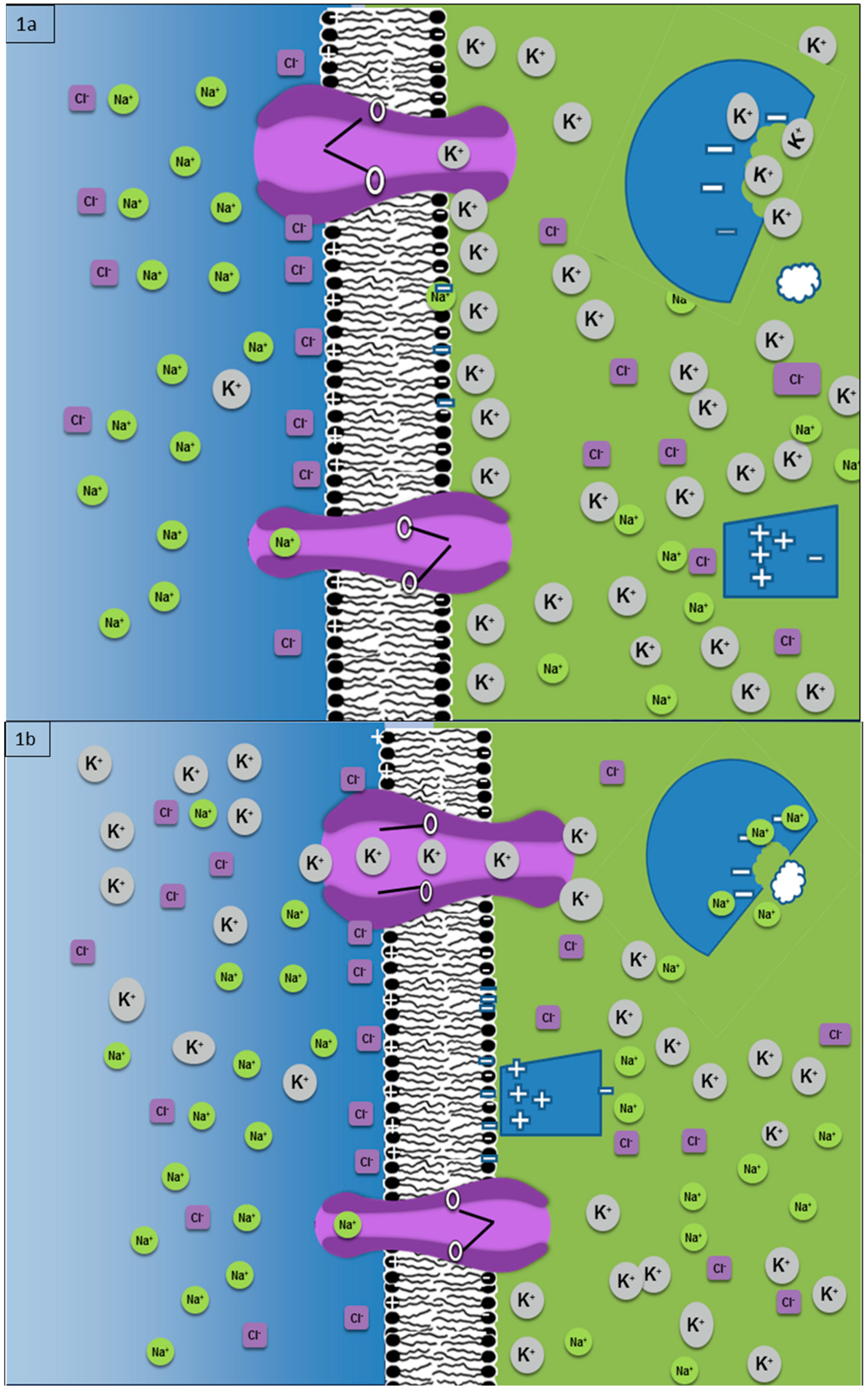 The Role of Cell Membrane Information Reception, Processing, and ...