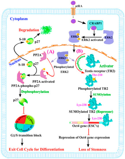 All-trans Retinoic Acid as a Versatile Cytosolic Signal Modulator ...