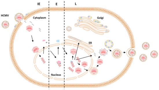 IJMS | Free Full-Text | Battle between Host Immune Cellular Responses and HCMV Immune Evasion
