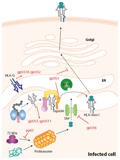 IJMS | Free Full-Text | Battle between Host Immune Cellular Responses and HCMV Immune Evasion