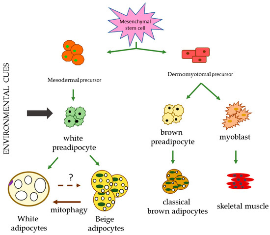 Adipogenesis: A Necessary but Harmful Strategy