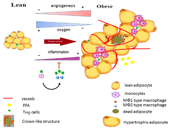 Adipogenesis: A Necessary but Harmful Strategy