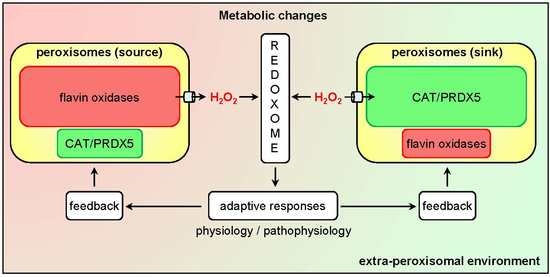 IJMS | Free Full-Text | Peroxisomal Hydrogen Peroxide Metabolism and ...