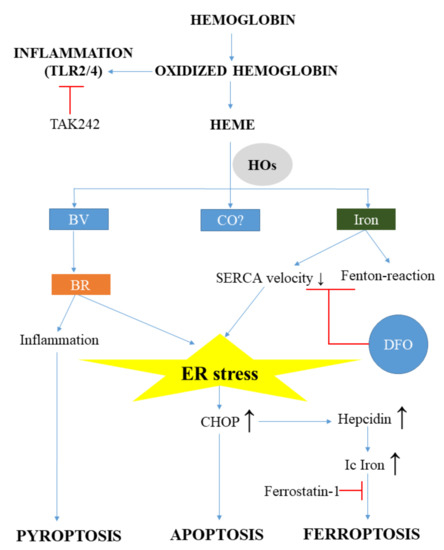 Heme, Heme Oxygenase, and Endoplasmic Reticulum Stress—A New Insight ...