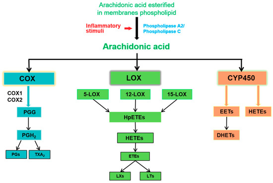 Arachidonic Acid Metabolism and Kidney Inflammation
