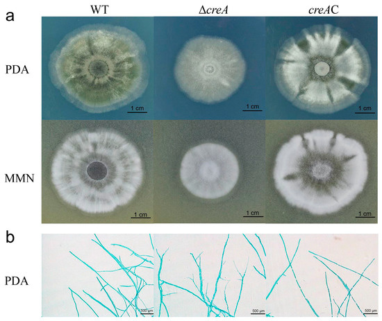 A Novel CreA-Mediated Regulation Mechanism of Cellulase Expression in ...