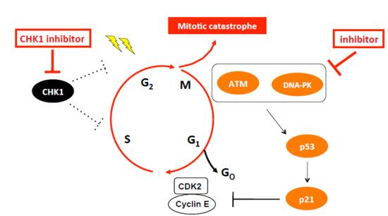 IJMS | Free Full-Text | Co-Inhibition of the DNA Damage Response and ...