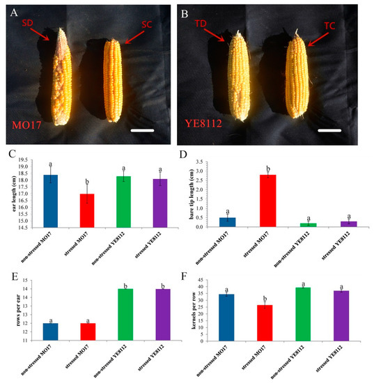 Comparative Proteomics and Physiological Analyses Reveal Important ...