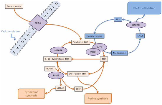 Association of Polymorphisms in Genes Involved in One-Carbon Metabolism ...