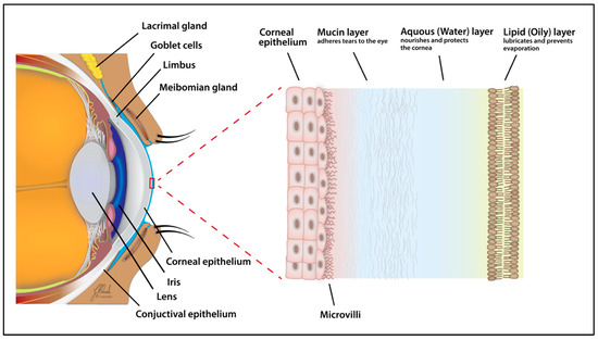 Tear Metabolomics in Dry Eye Disease: A Review
