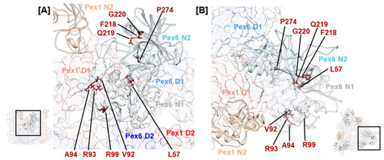 Structural Mapping of Missense Mutations in the Pex1/Pex6 Complex