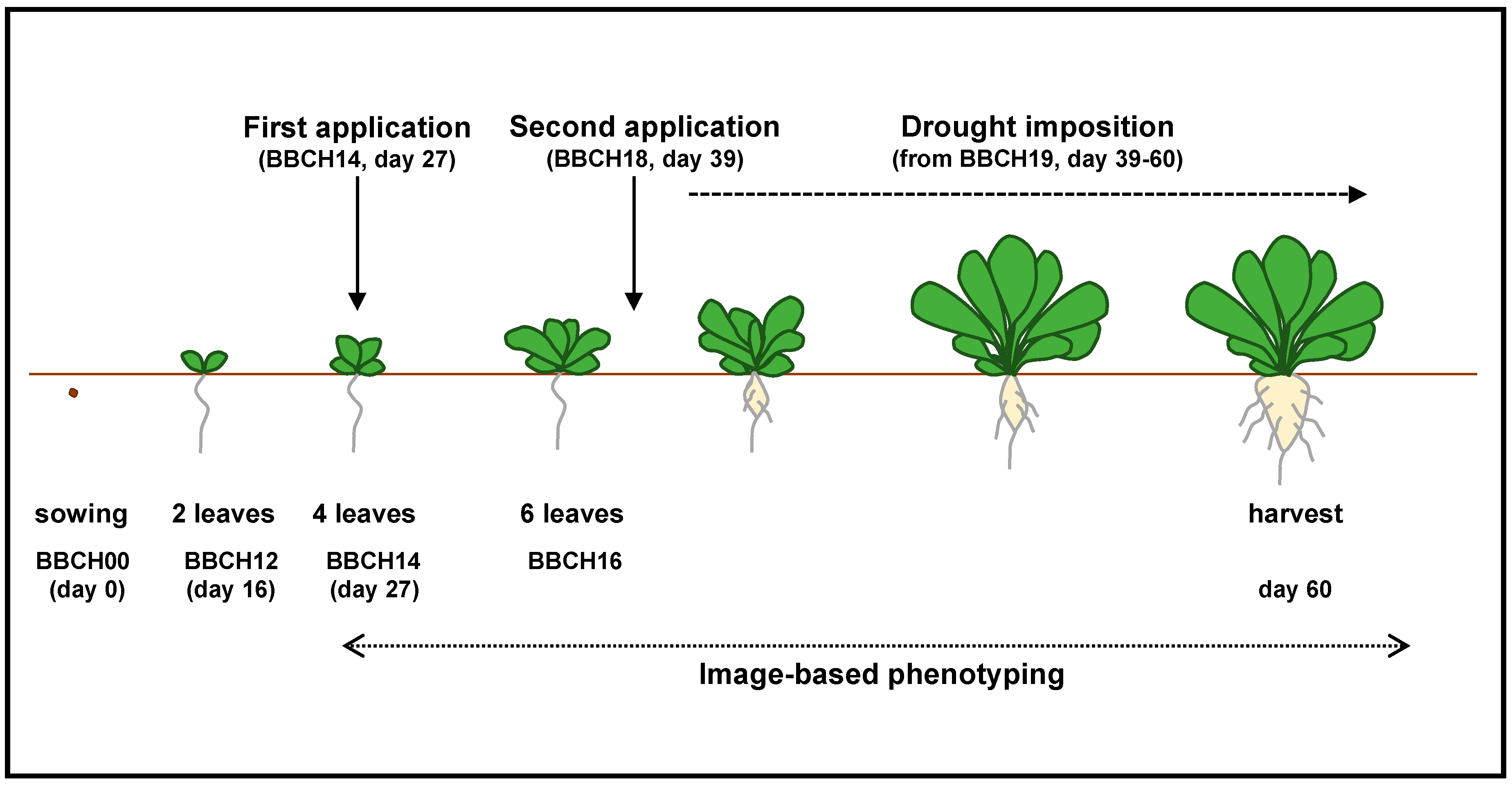 Sugar Beet Plant Sugar Beet Plant