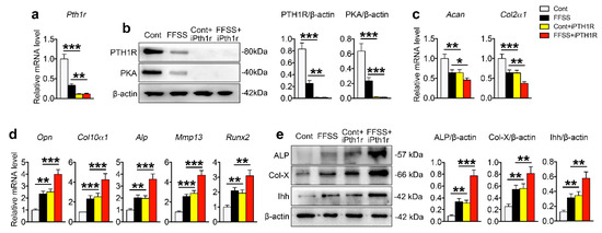 Inhibition of Ihh Reverses Temporomandibular Joint Osteoarthritis via a ...