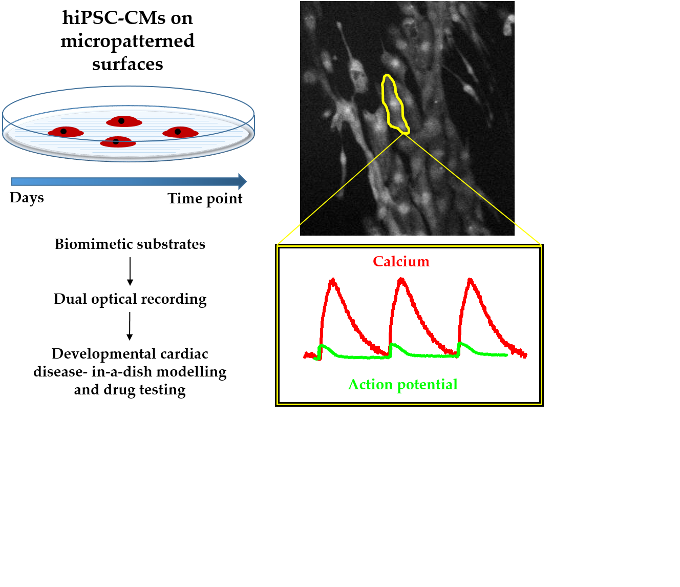 IJMS | Free Full-Text | Optical Investigation of Action Potential and ...