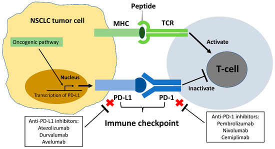 IJMS | Free Full-Text | Epidermal Growth Factor Receptor (EGFR) Pathway ...