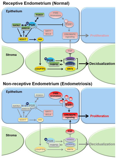 Progesterone and Estrogen Signaling in the Endometrium: What Goes Wrong ...