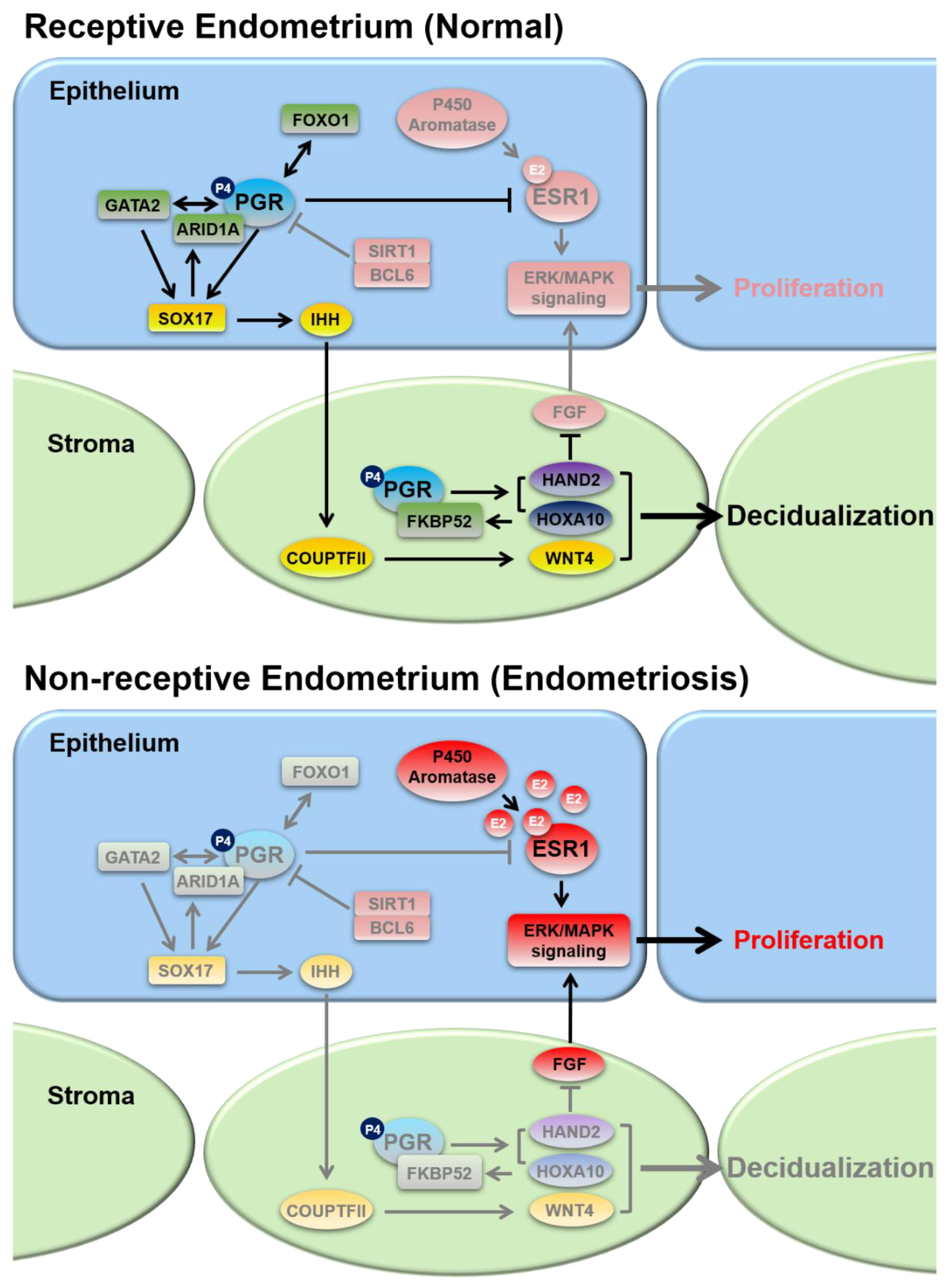 Ijms Free Full Text Progesterone And Estrogen Signaling In The