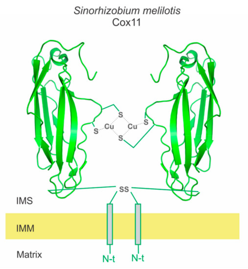 Biochemistry of Copper Site Assembly in Heme-Copper Oxidases: A Theme ...