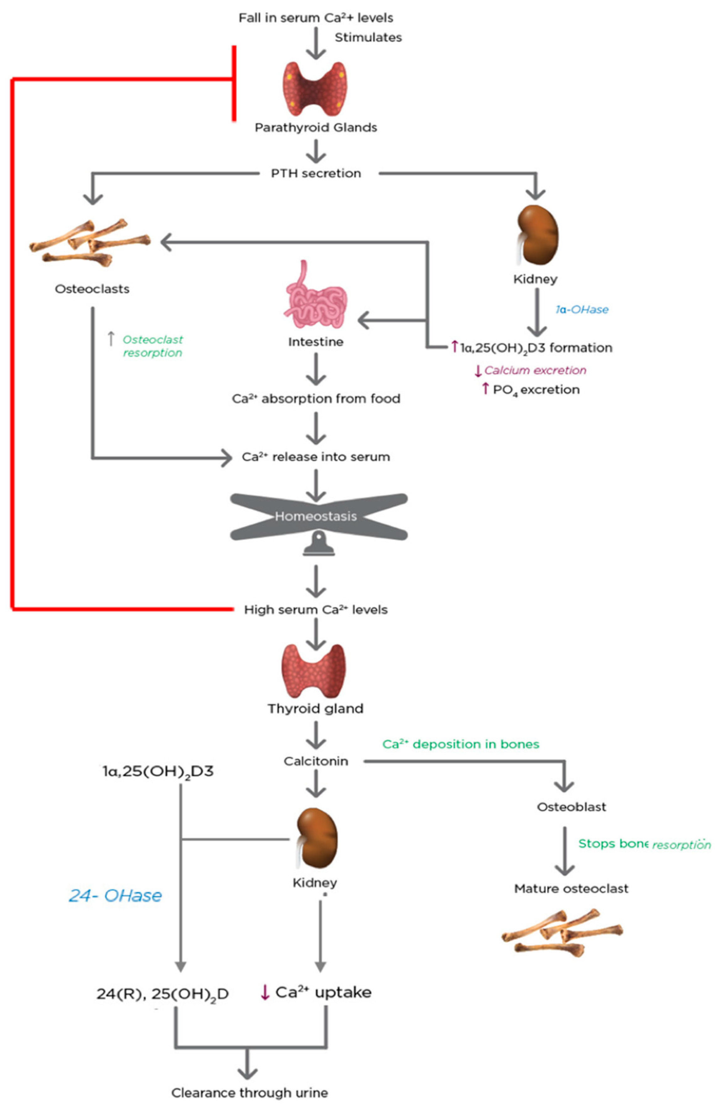 Ssurvivor: Active Form Of Vitamin D Secreted By The Kidney Ssurvivor: Active Form Of Vitamin D Secreted By The Kidney