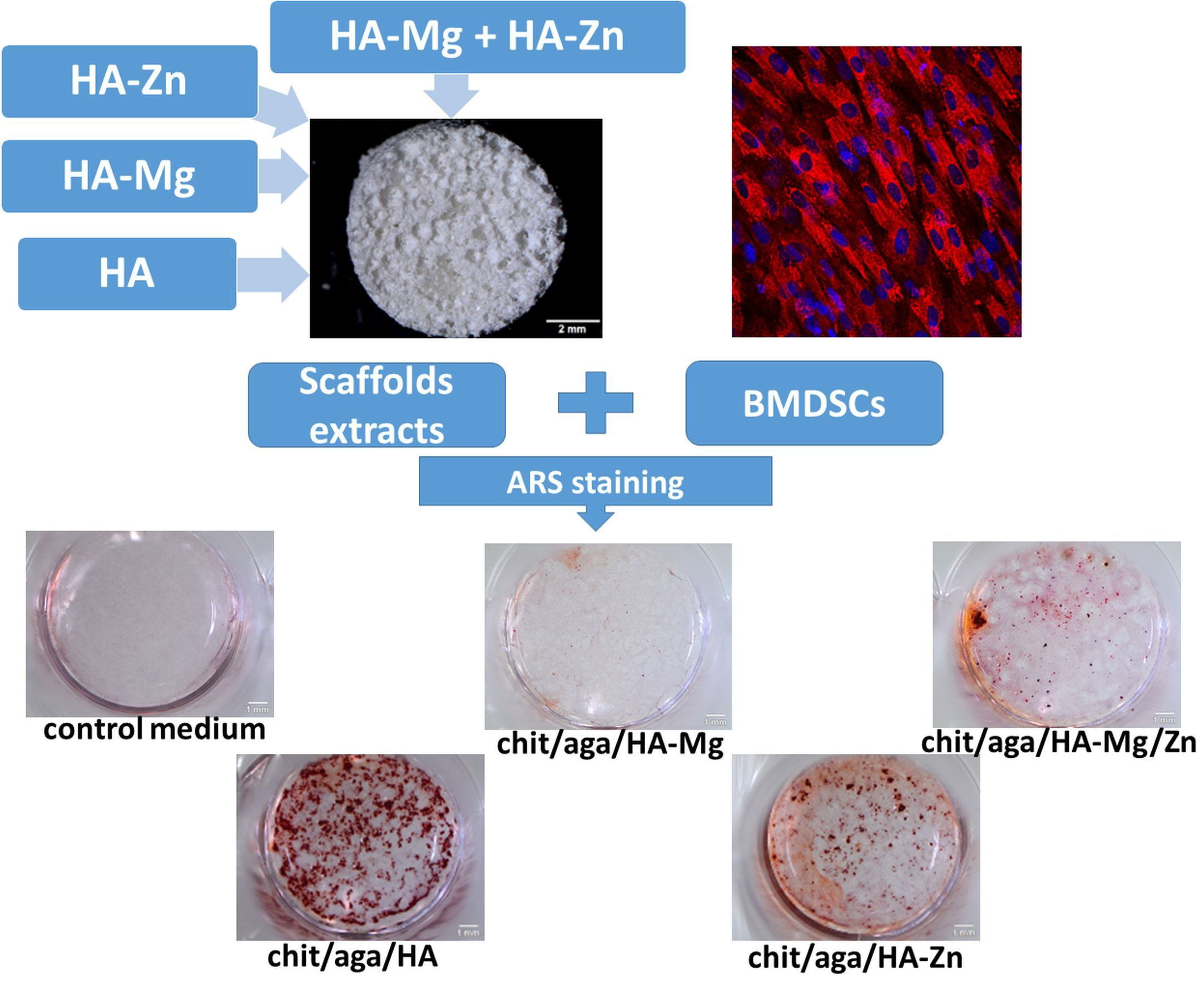 IJMS | Free Full-Text | Biological Response to Macroporous Chitosan ...
