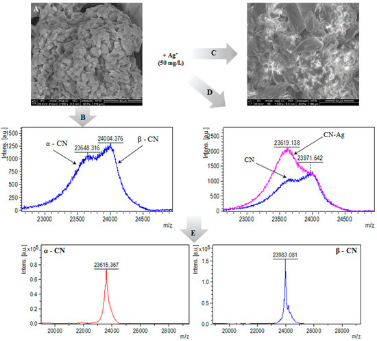 A New Approach for Spontaneous Silver Ions Immobilization onto Casein