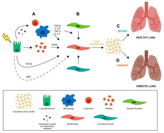 The Role of Mesenchymal Stem Cells in Radiation-Induced Lung Fibrosis