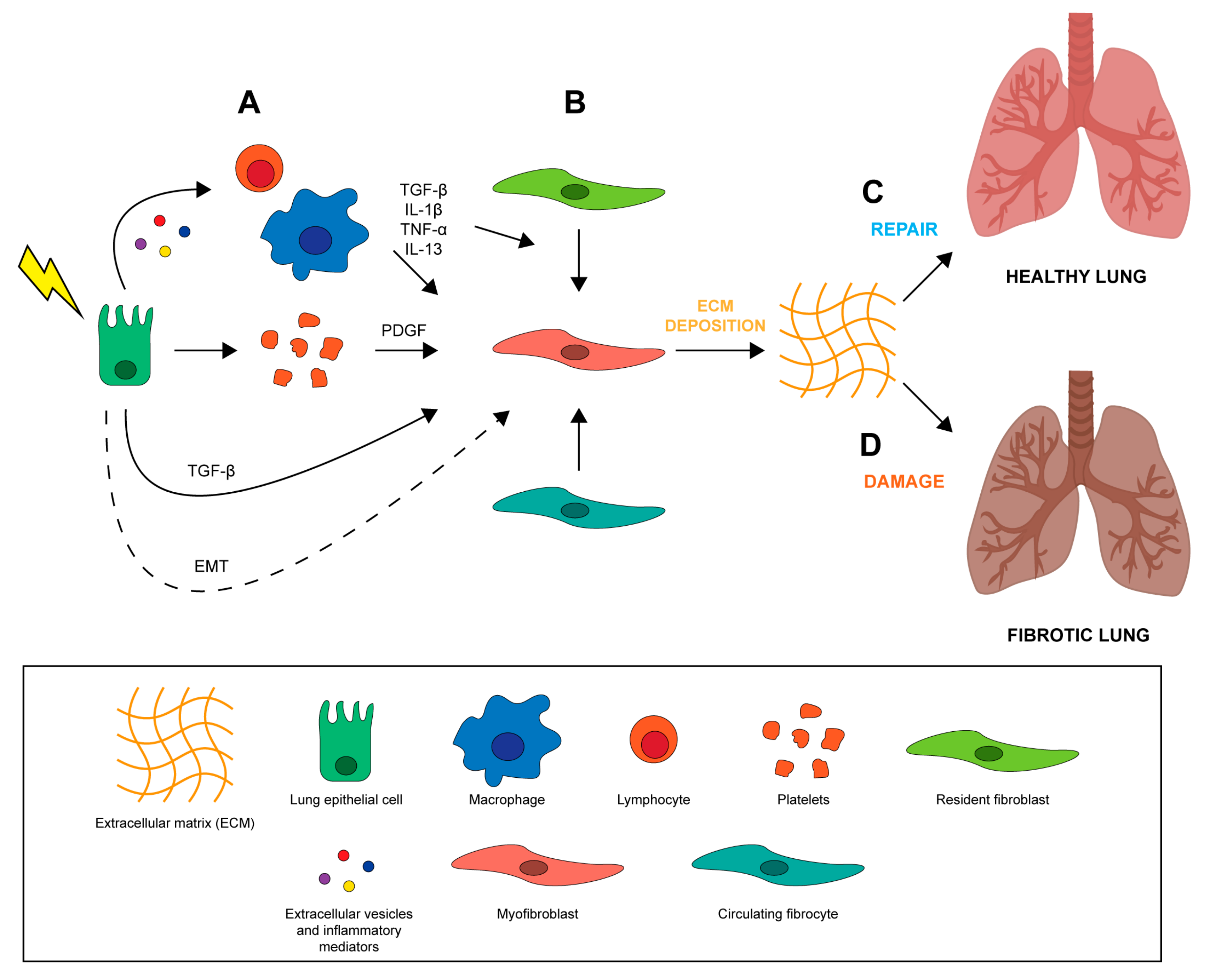 Ijms Free Full Text The Role Of Mesenchymal Stem Cells In Radiation