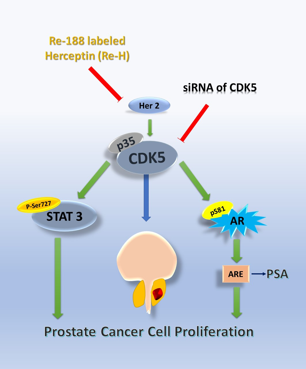 IJMS | Free Full-Text | Future Aspects of CDK5 in Prostate Cancer: From ...