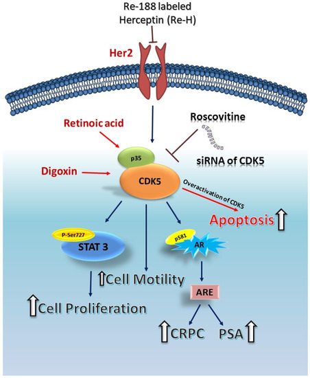 Future Aspects of CDK5 in Prostate Cancer: From Pathogenesis to ...