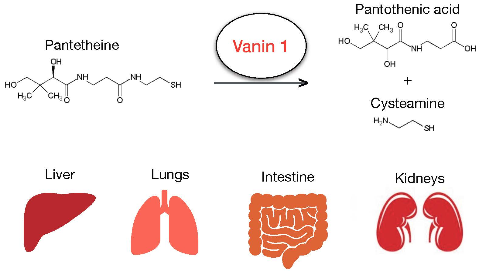 IJMS | Free Full-Text | Vanin 1: Its Physiological Function and Role in ...