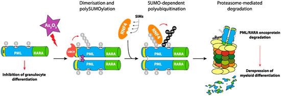 The SUMO Pathway in Hematomalignancies and Their Response to Therapies