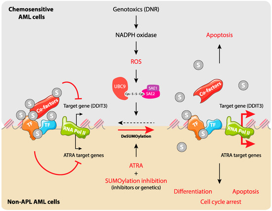 The SUMO Pathway in Hematomalignancies and Their Response to Therapies