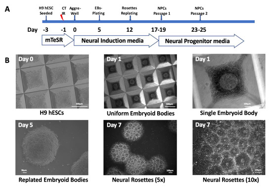 IJMS | Free Full-Text | Effect of Ionizing Radiation from Computed ...