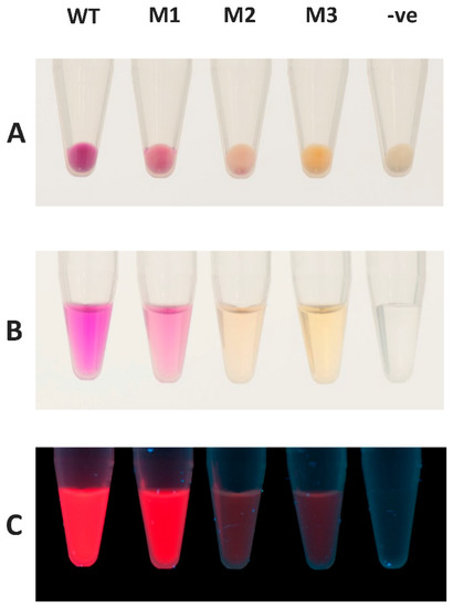 PTO-QuickStep: A Fast and Efficient Method for Cloning Random ...