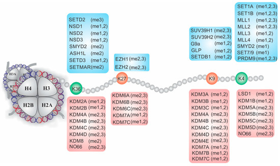 Epigenetic Regulation of Adipogenic Differentiation by Histone Lysine ...