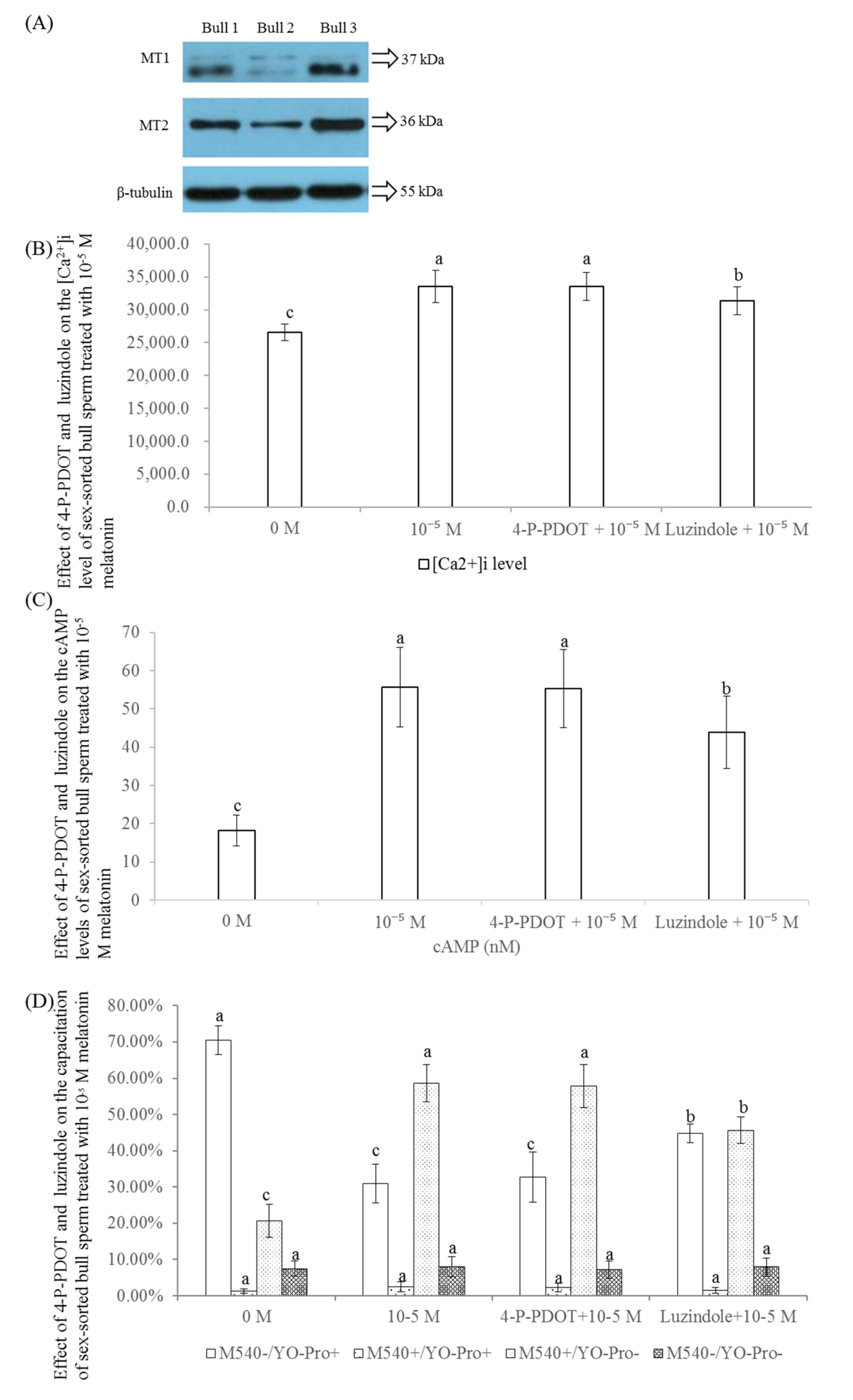 Ijms Free Full Text Melatonin Improves The Fertilization Capacity