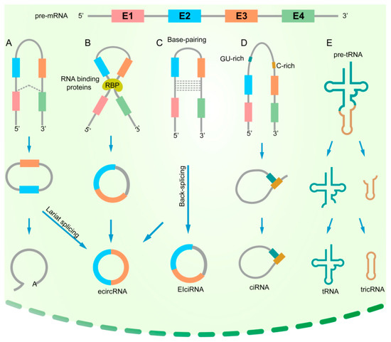 Circular RNAs: Biogenesis, Mechanism, and Function in Human Cancers