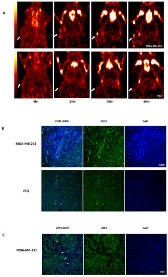 Zr-89 Immuno-PET Targeting Ectopic ATP Synthase Enables In-Vivo Imaging ...