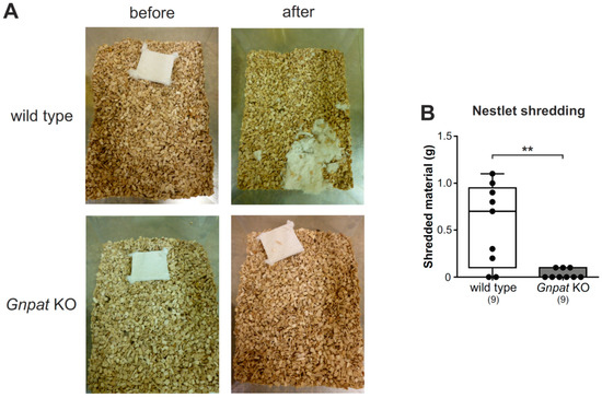 IJMS | Free Full-Text | Ether Lipid Deficiency in Mice Produces a ...