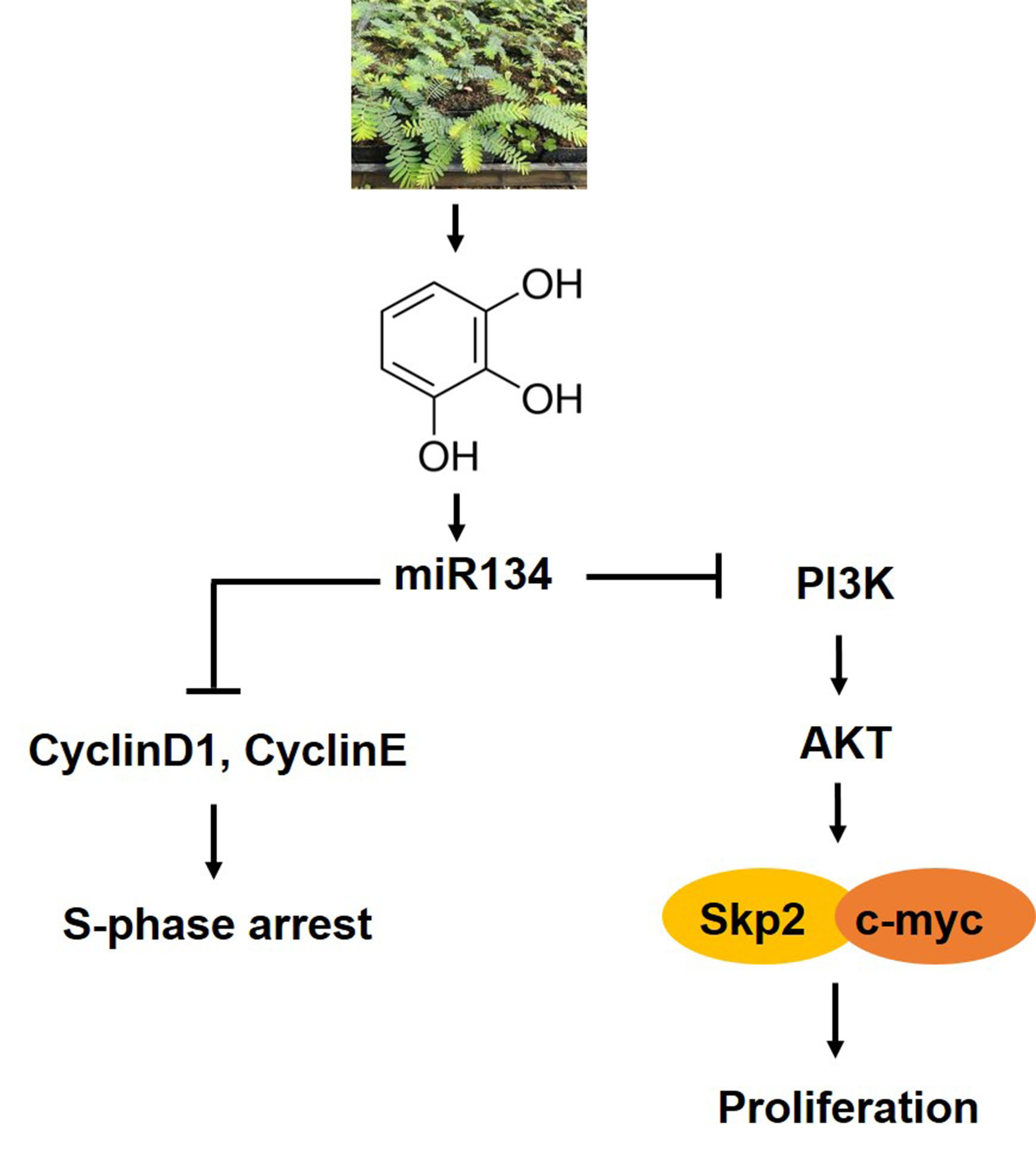 IJMS | Free Full-Text | Antitumor Effect of Pyrogallol via miR-134 ...
