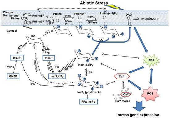 IJMS | Free Full-Text | The Function of Inositol Phosphatases in Plant Tolerance to Abiotic Stress