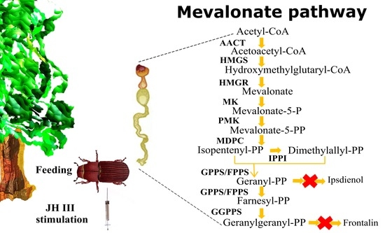 IJMS | Free Full-Text | The Differential Expression of Mevalonate ...