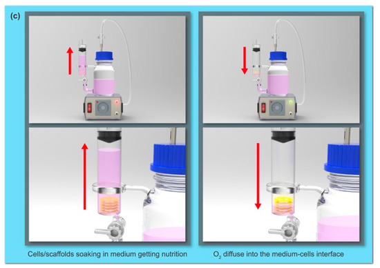 The Effects of Different Dynamic Culture Systems on Cell Proliferation ...