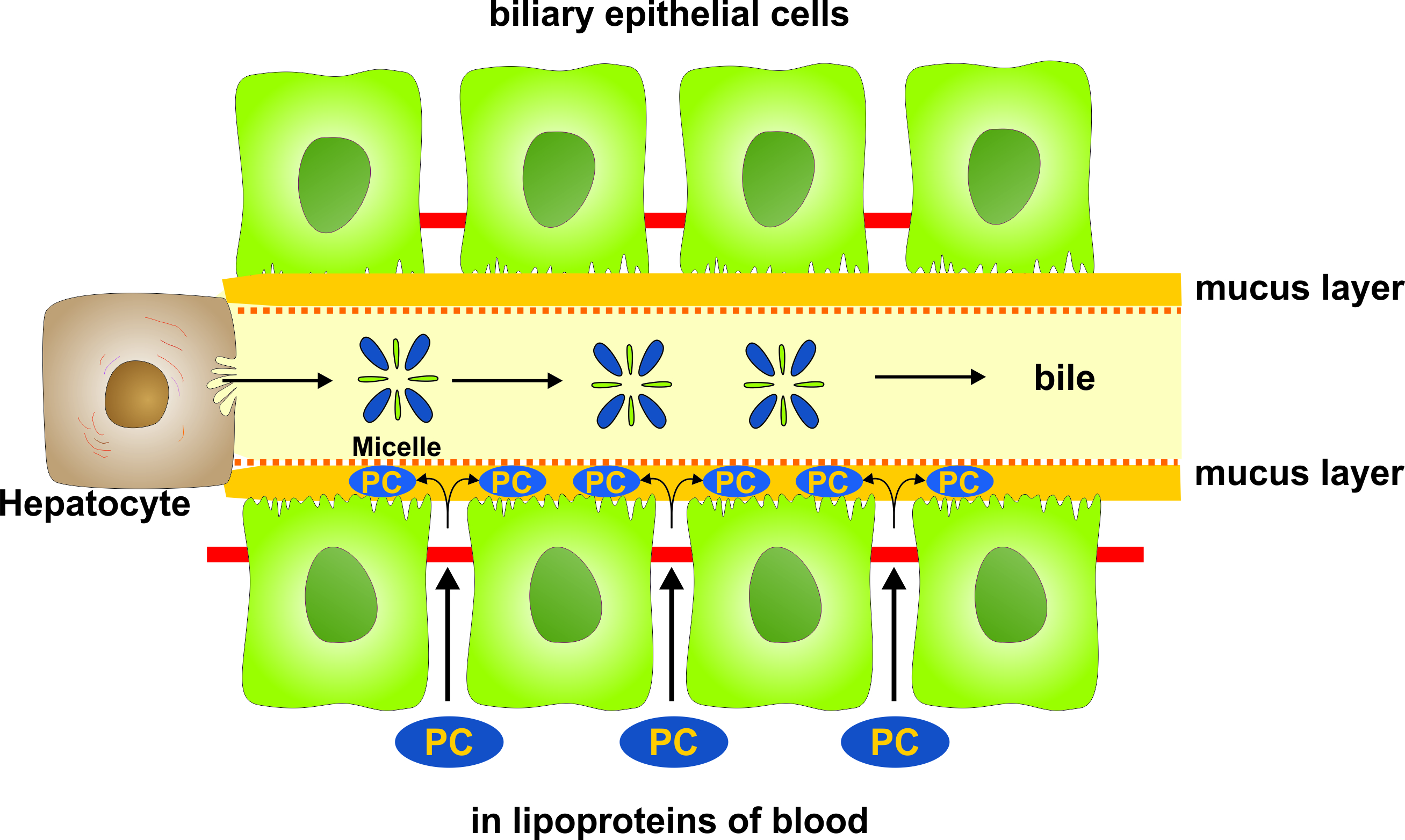 IJMS | Free Full-Text | Phosphatidylcholine Passes by Paracellular ...