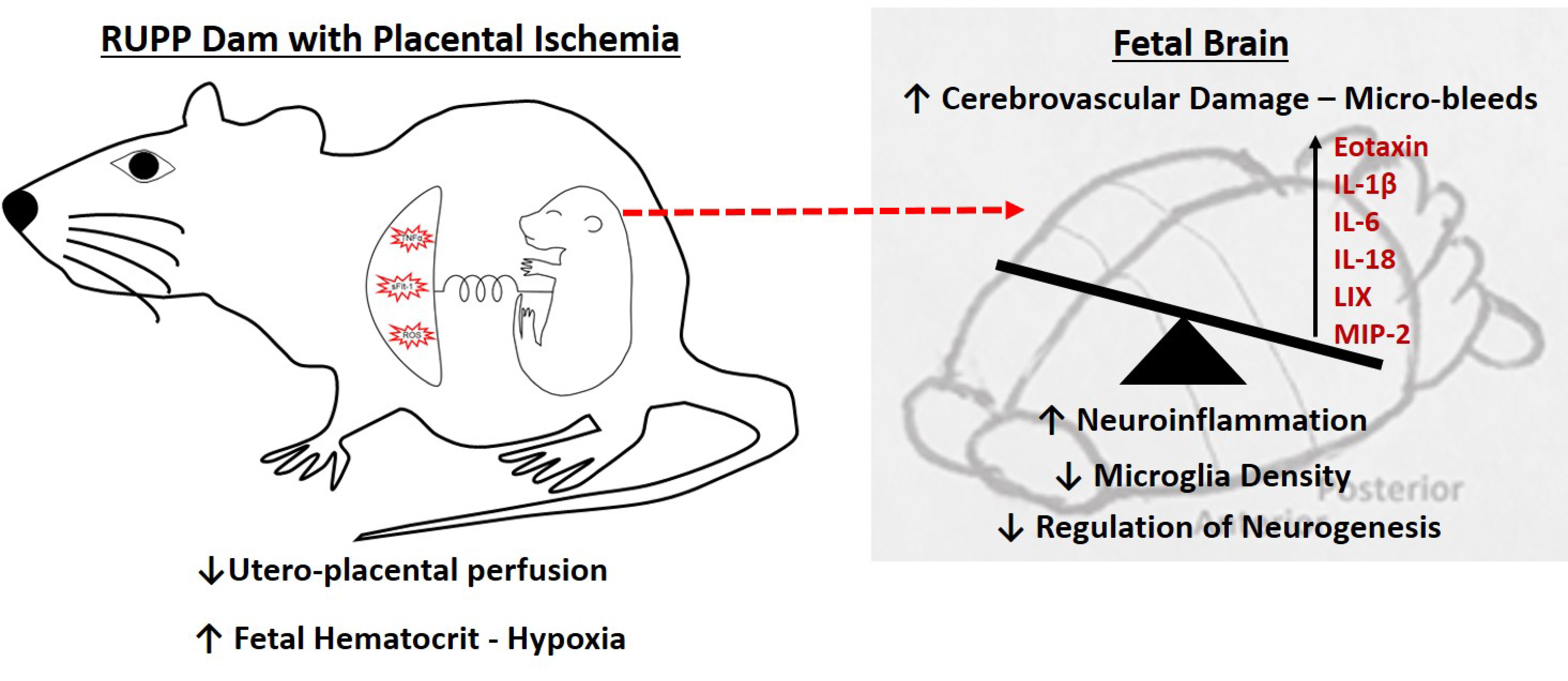 IJMS | Free Full-Text | Perinatal Micro-Bleeds and Neuroinflammation in ...