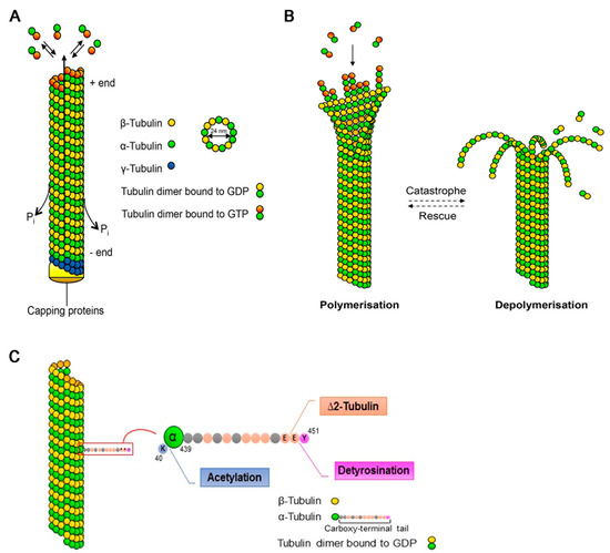 IJMS | Free Full-Text | Microtubules: A Key to Understand and Correct Neuronal Defects in CDKL5 ...