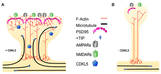 IJMS | Free Full-Text | Microtubules: A Key to Understand and Correct ...