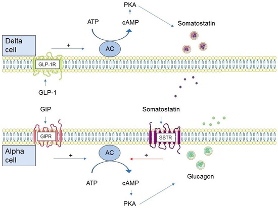 The Effects of Dual GLP-1/GIP Receptor Agonism on Glucagon Secretion—A ...